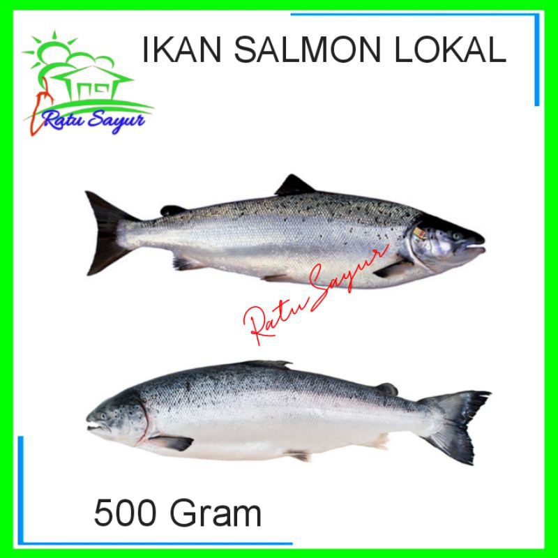 Jual Ikan salmon lokal segar/Ratu Sayur Cikeas [ 500 Gram] | Shopee ...