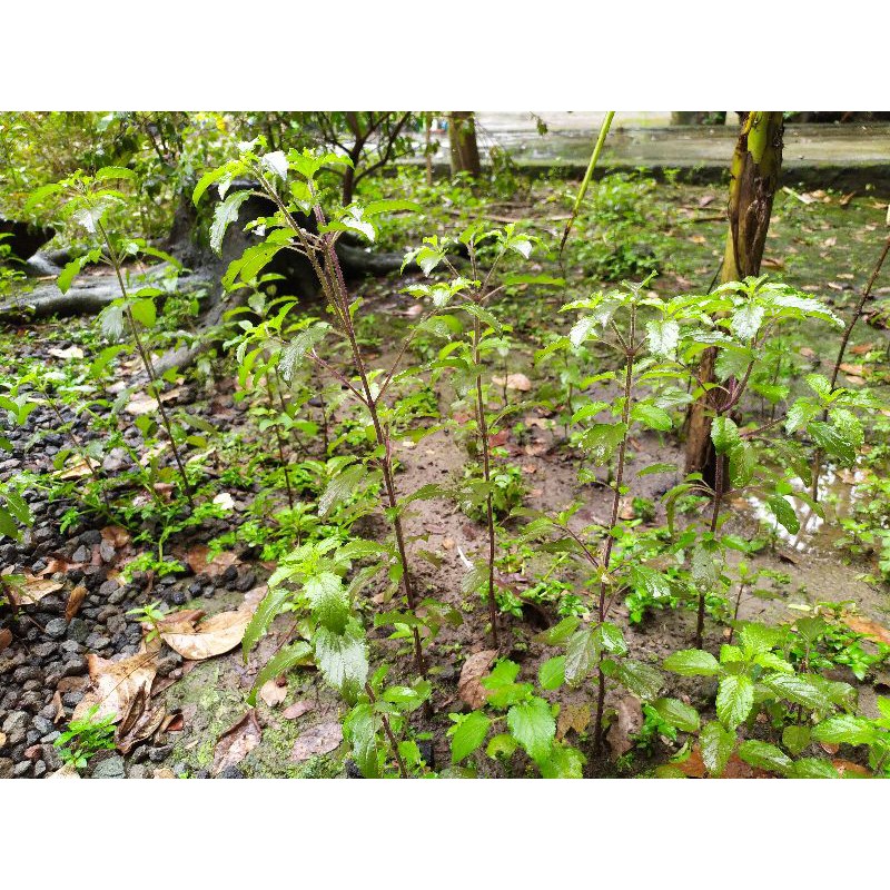 Jual Bibit Tanaman Ruku-Ruku/Lampes/Holy Basil | Shopee Indonesia