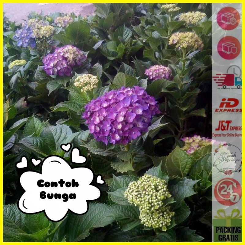 Jual [500g] Bibit bunga Panca warna /pancawarna | Shopee Indonesia