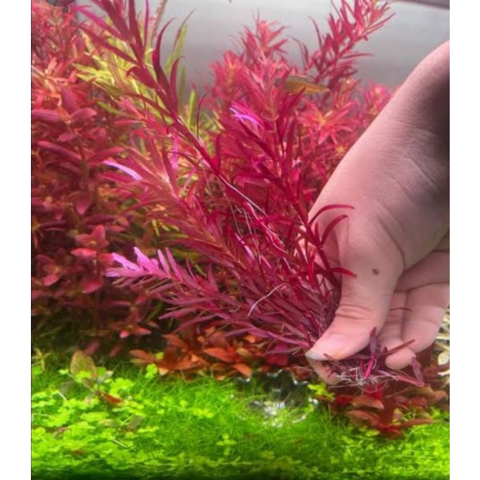 Jual Rotala blood red per 10batang tanaman air aquascape | Shopee Indonesia