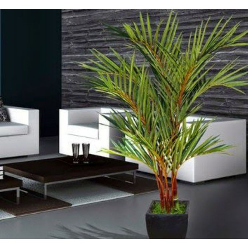 Jual new tanaman hias palem merah rumpun 1.5 m - pohon palm rumpun ...
