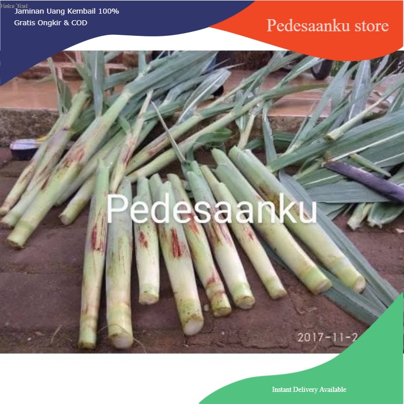 Jual Terubuk Segar 1kg | Shopee Indonesia