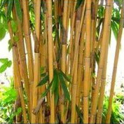 Jual Bibit Tanaman Bambu kuning bonggol bawah pasti tumbuh bambu kuning ...
