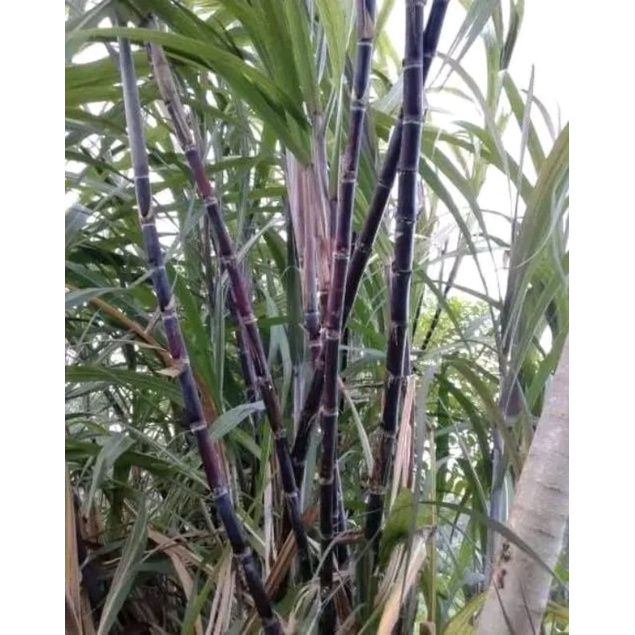 Jual stek batang Tebu Ireng jumbo | Shopee Indonesia