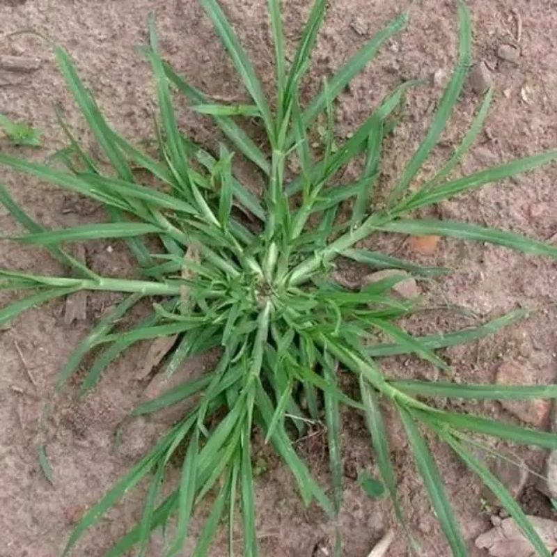 Jual Daun tanaman rumput belulang atau Jampang 500gr | Shopee Indonesia