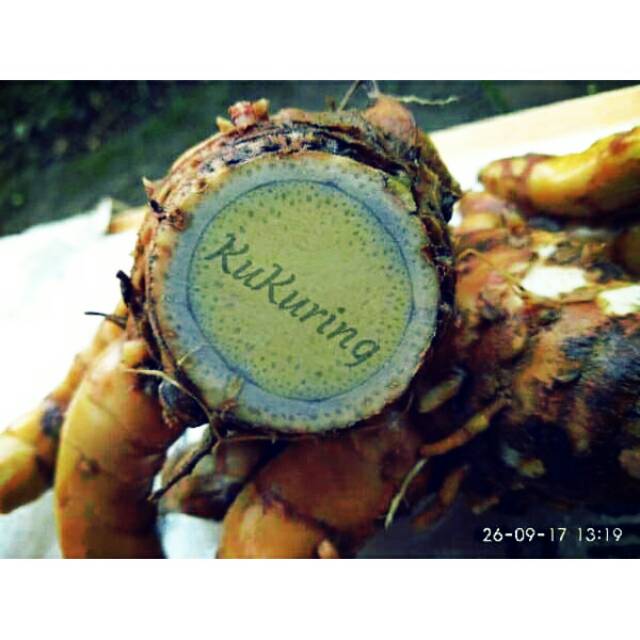 Jual Temu hitam/ temu ireng atau temu hitam segar 1kg | Shopee Indonesia