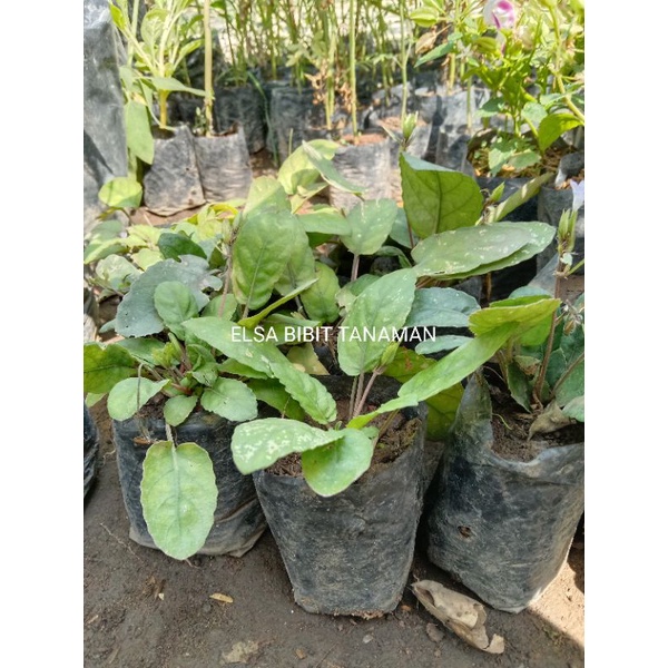 Jual bibit GEMPUR BATU (Ruellia napifera)[herbal] beli 5 gratis1 ...