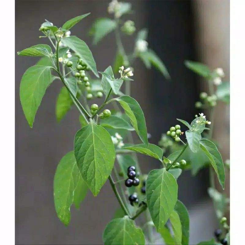 Jual termurah Daun ranti atau daun leunca per 500 gr | Shopee Indonesia