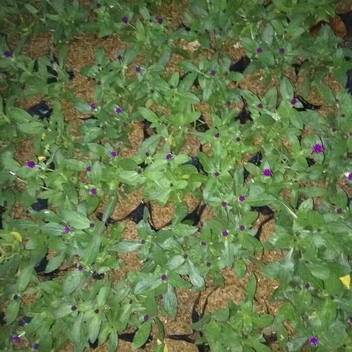 Jual Tanaman Bunga Kancing Tanaman Kenop Tanaman Gomphrena globosa ...