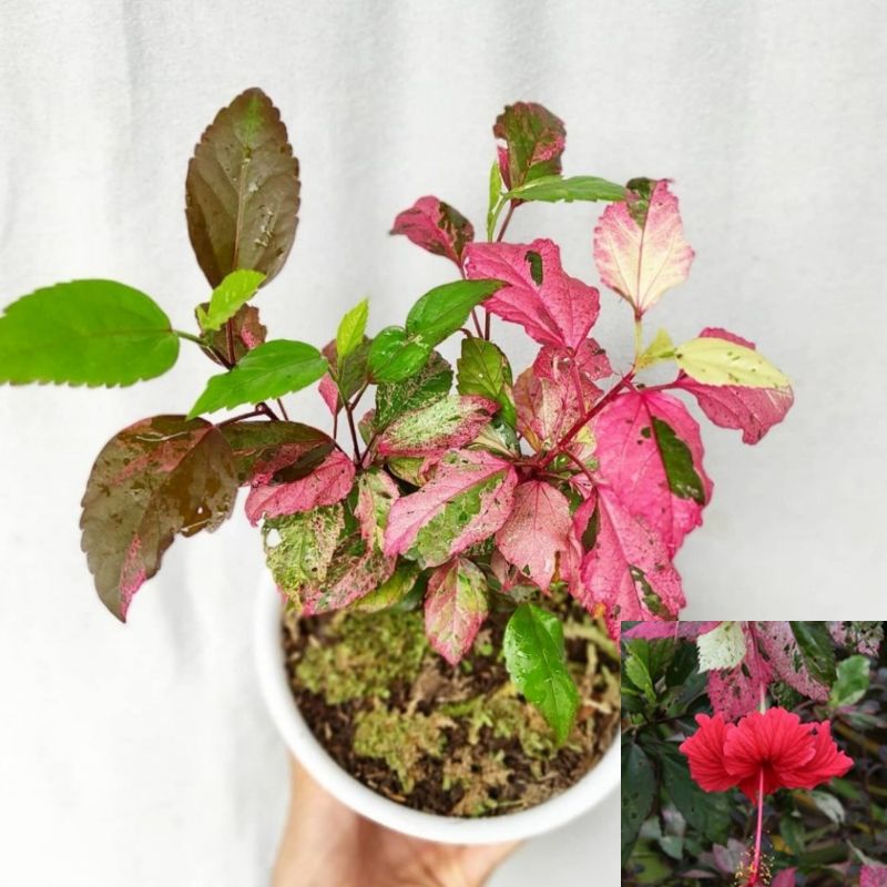 Jual Hibiscus rosa sinensis varigata variegata tricolor kembang bunga ...