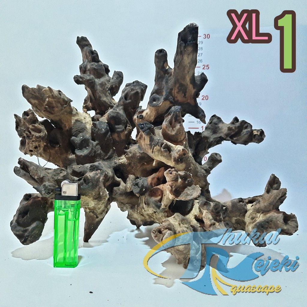Jual Kayu Rentek Aquascape dan Reptil Ukuran XL Rasamala Jati Tenggelam ...