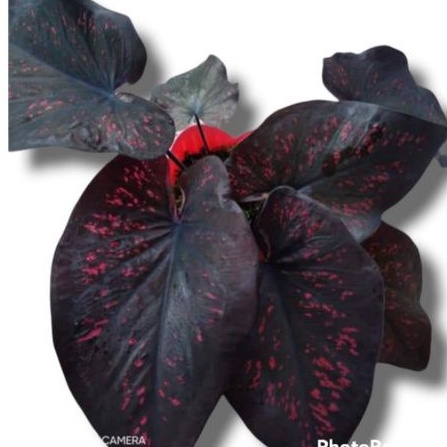Jual caladium black jabdos/caladium thai series | Shopee Indonesia