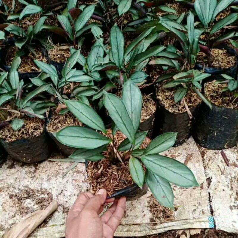 Jual Tanaman hias calathea ctenanthe setosa / calathea silver strip ... Jual Tanaman hias calathea ctenanthe setosa / calathea silver strip ...