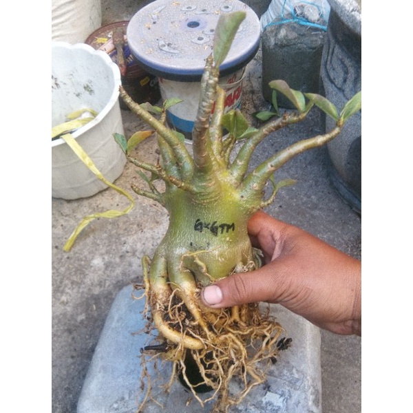 Jual gogji adenium rcn Thai soco arabicum | Shopee Indonesia