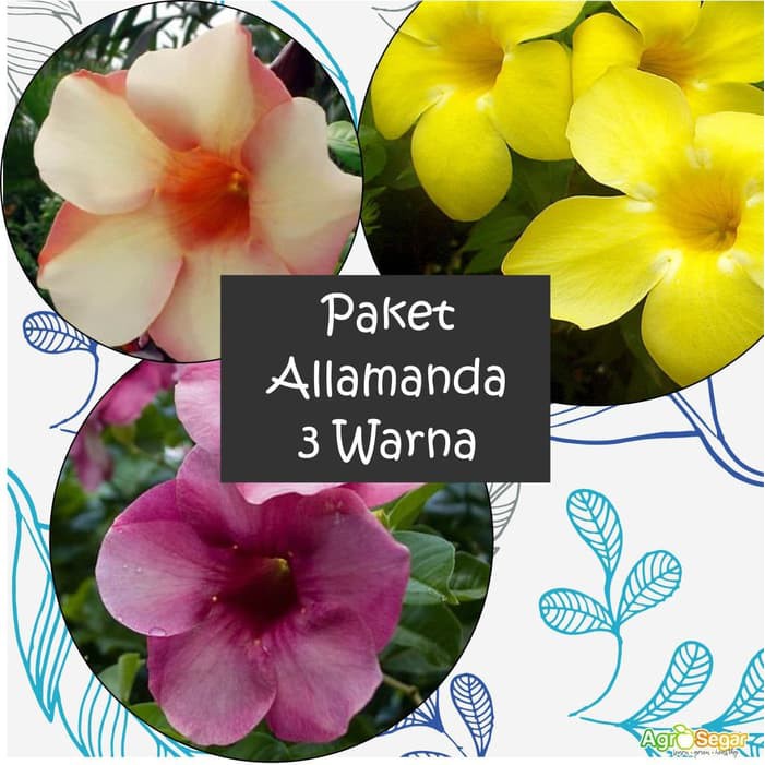 Jual tanaman bunga alamanda - Tanaman Rambat - Rimbun Berbunga - warna ...