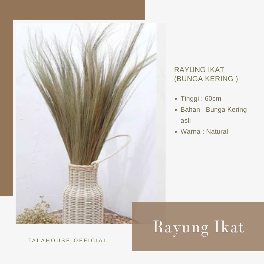 Jual BUNGA KERING RAYUNG IKAT MINI | Shopee Indonesia