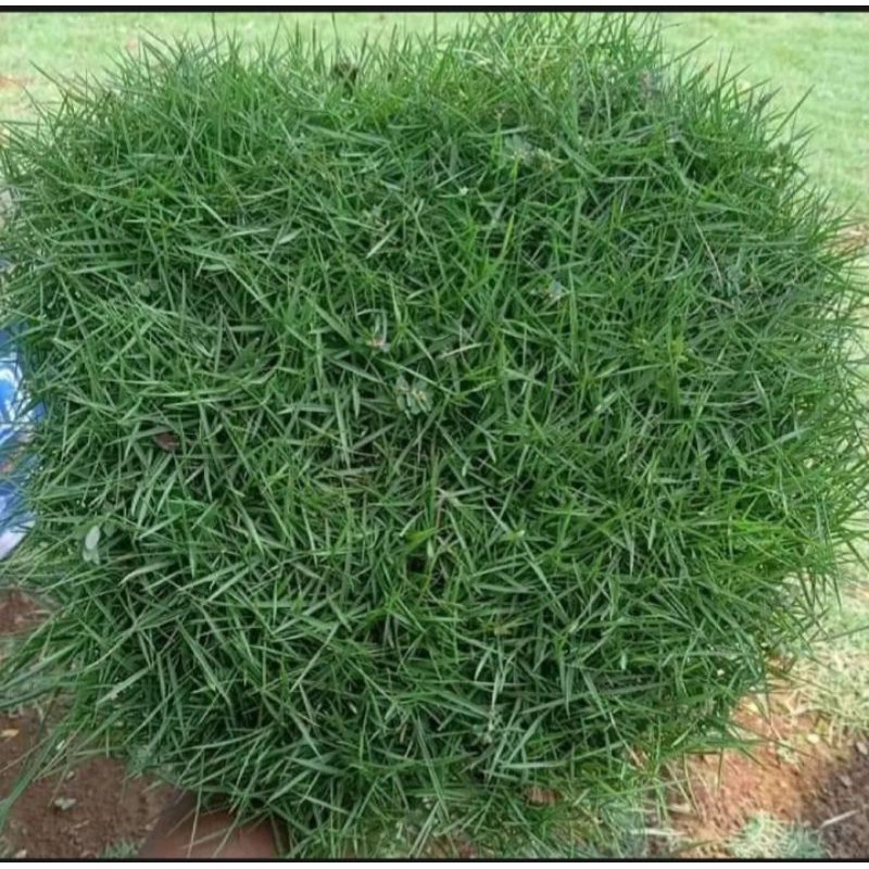 Jual Tanaman hias Rumput jepang/Rumput Peking/tanaman hidup 13 cm x 13 ...
