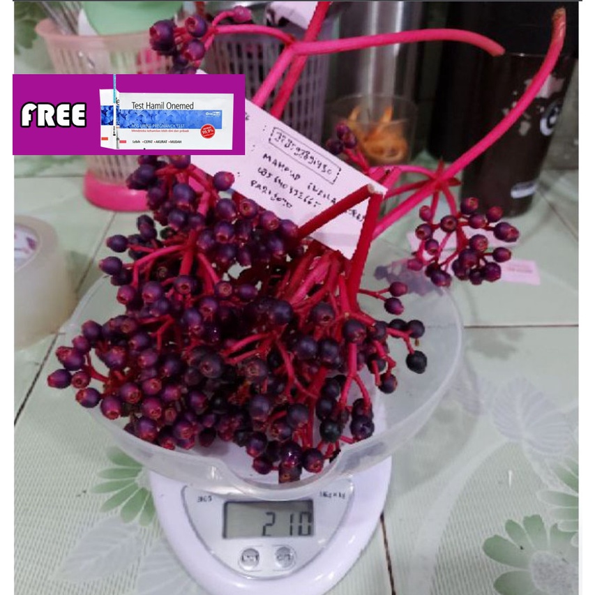 Jual 500 GRAM BUAH PARIJOTO UNTUK PROMIL UNTUK IBU HAMIL BUAH PARIJOTHO ...