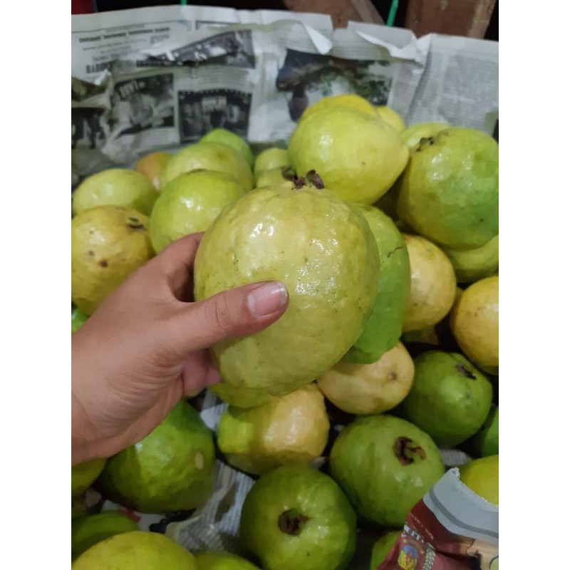 Jual Jambu merah / buah fresh 1 kilo gram | Shopee Indonesia