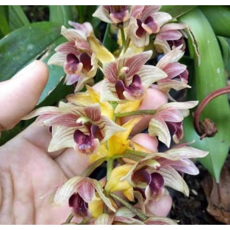 Jual anggrek eria flavescens / anggrek mawar | Shopee Indonesia