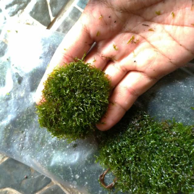Jual Aquascape moss ricardia air versi clump | Shopee Indonesia