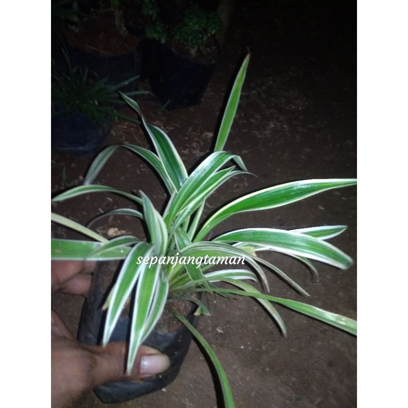 Jual tanaman hias lily paris - tanaman list | Shopee Indonesia