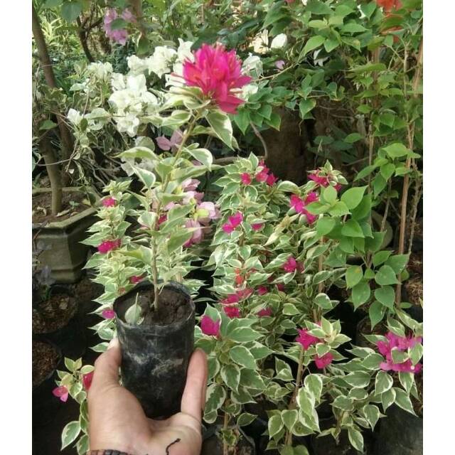 Jual Bibit Tanaman Bunga Bougenville Varigata 3 Warna Shopee Indonesia