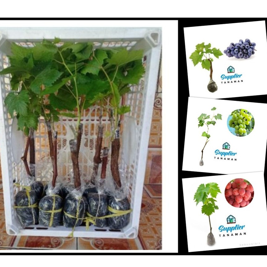 Jual Anggur (rubus sp) belum okulasi - Bibit Tanaman Buah Anggur ... Jual Anggur (rubus sp) belum okulasi - Bibit Tanaman Buah Anggur ...