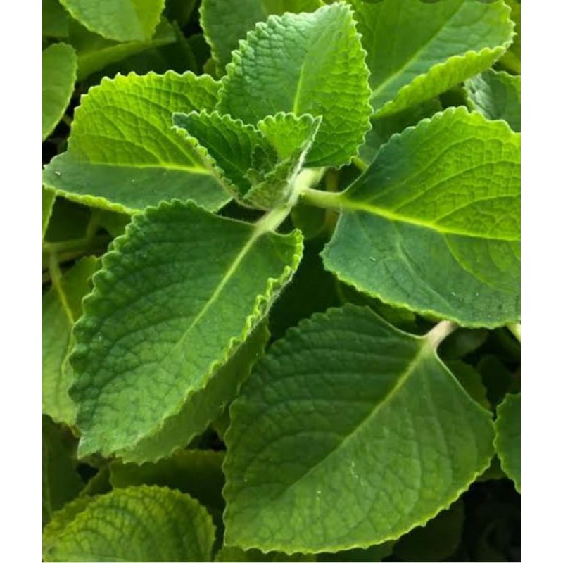 Jual Daun jinten 100gr | Shopee Indonesia