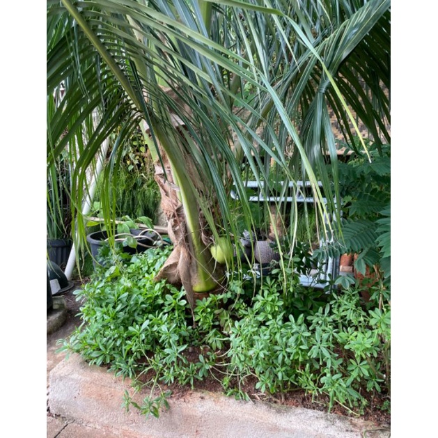 Jual pohon kelapa entok-pohon kelapa entok | Shopee Indonesia