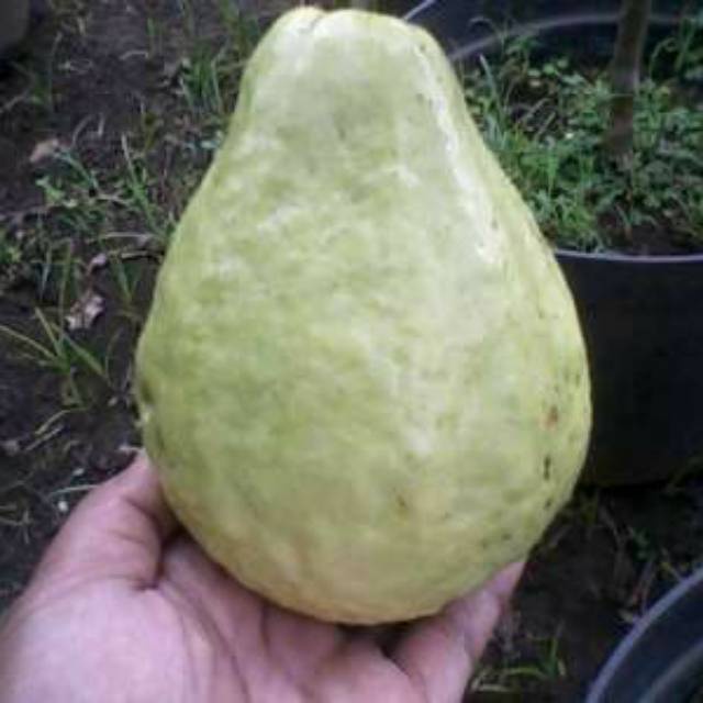 Jual Victory Seed Bibit Benih Buah Jambu Biji Pear Mix (Isi 200 Biji ...