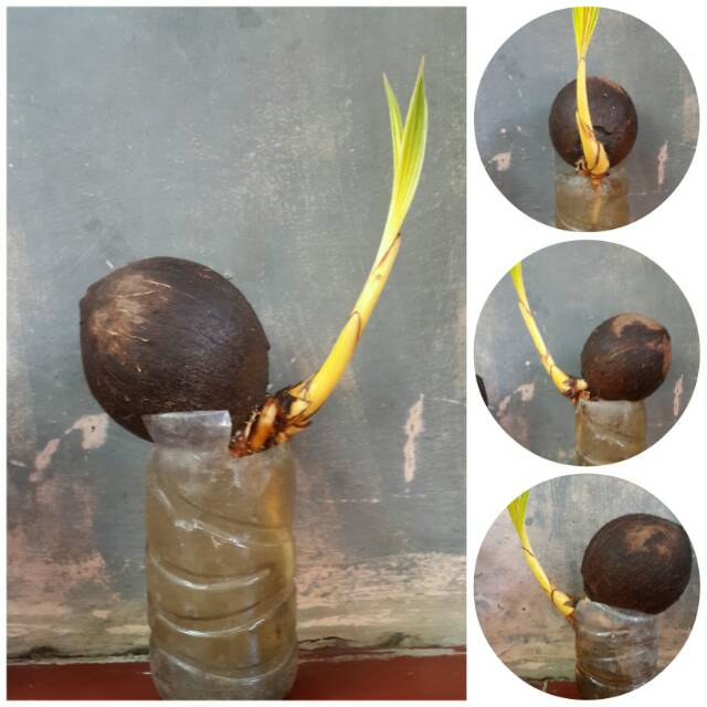Jual Bonsai kelapa gading(bahan bonkla) | Shopee Indonesia