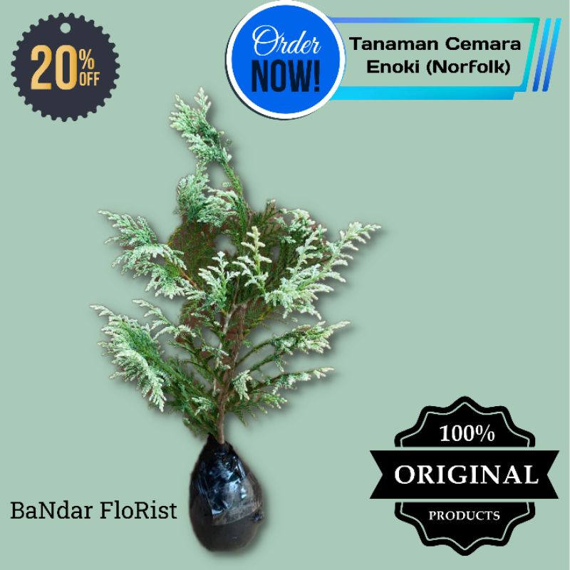 Jual tanaman hias cemara enoki | Shopee Indonesia