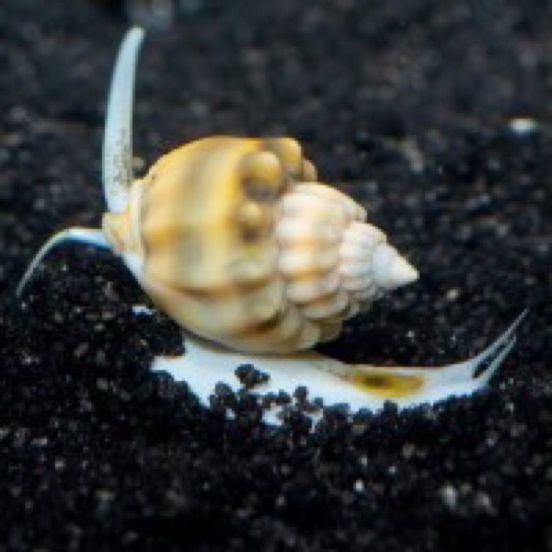 Jual keong nasarius (cleaning crew / algae eater) | Shopee Indonesia