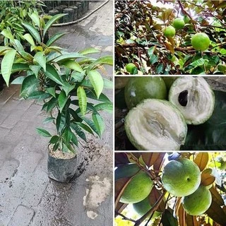 Jual Buah Kenitu Terlengkap & Harga Terbaru Desember 2025 | Shopee ...