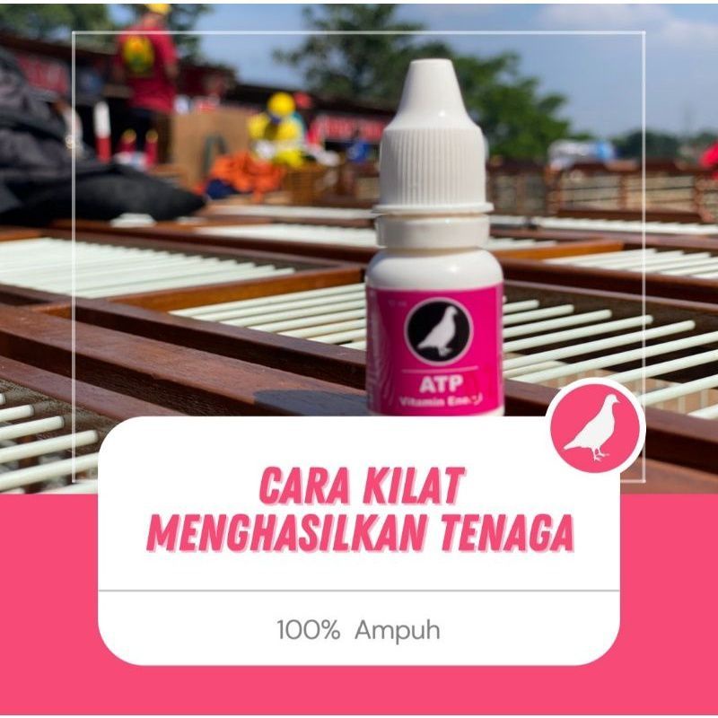 Jual Vitamin Merpati Atp Vitarest Doping Merpati Booster Merpati ...