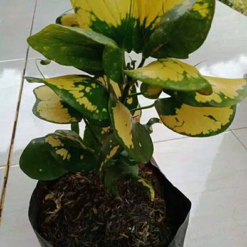 Jual tanaman hias puring apel-pohon puring apel-furing apel-puring apel ...