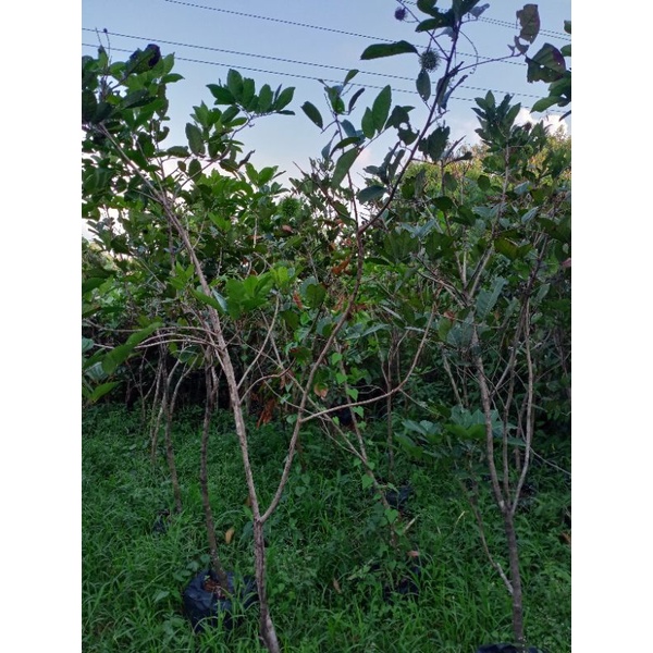 Jual jual pohon rambutan bijay sudah berbuah | Shopee Indonesia