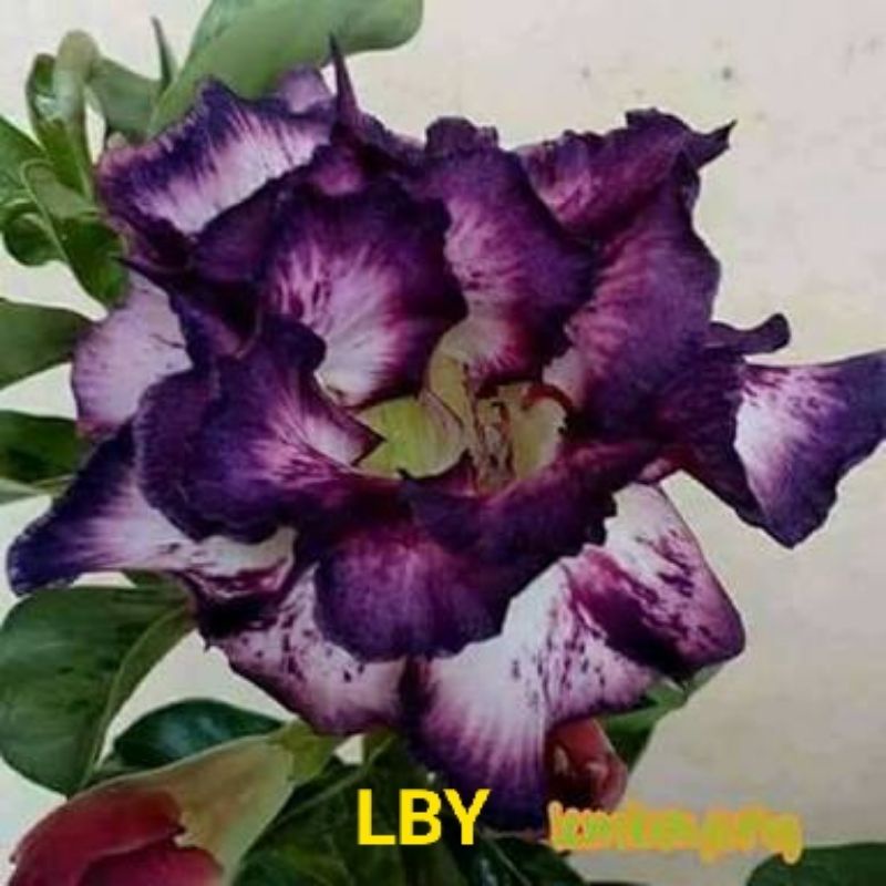 Jual adenium tumpuk paket 5 batang | Shopee Indonesia