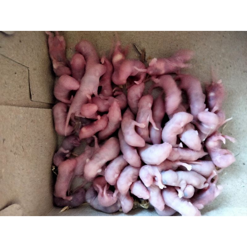 Jual pinkies tikus putih Mencit pakan baby reptil dan hewan predator ...