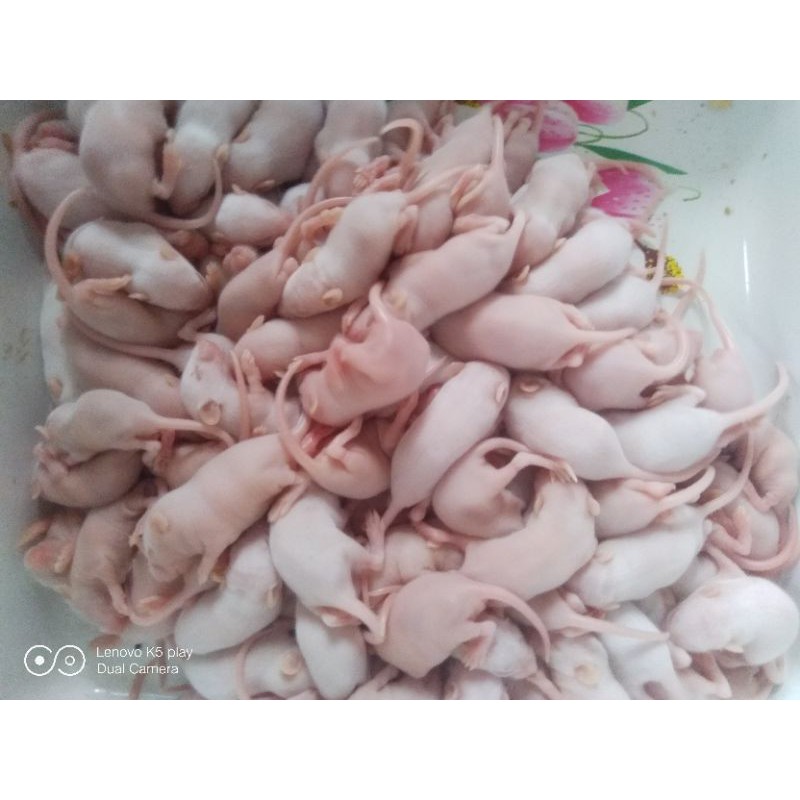 Jual tikus putih pingkis mencit/umpan pancing Galatama lele, pakan ...
