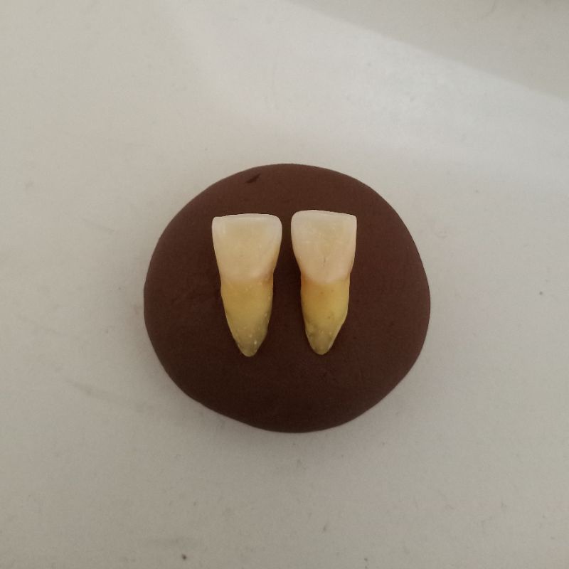 Jual Gigi Asli Praktikum fkg Skillslab Gigi Insisivus Insisif Sentral ...