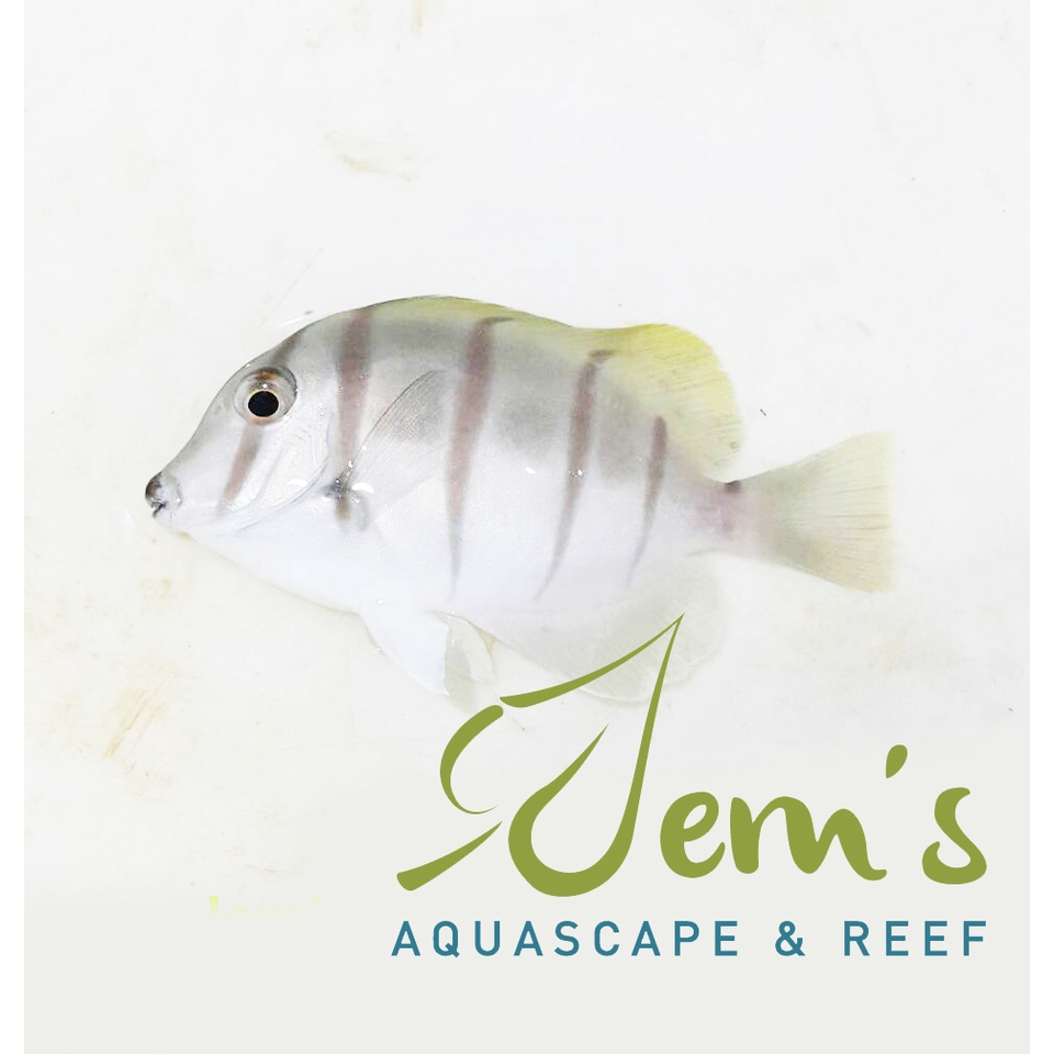 Jual Ikan Air Laut Botana Garis / Botana Zebra (Convict Tang) | Shopee ...