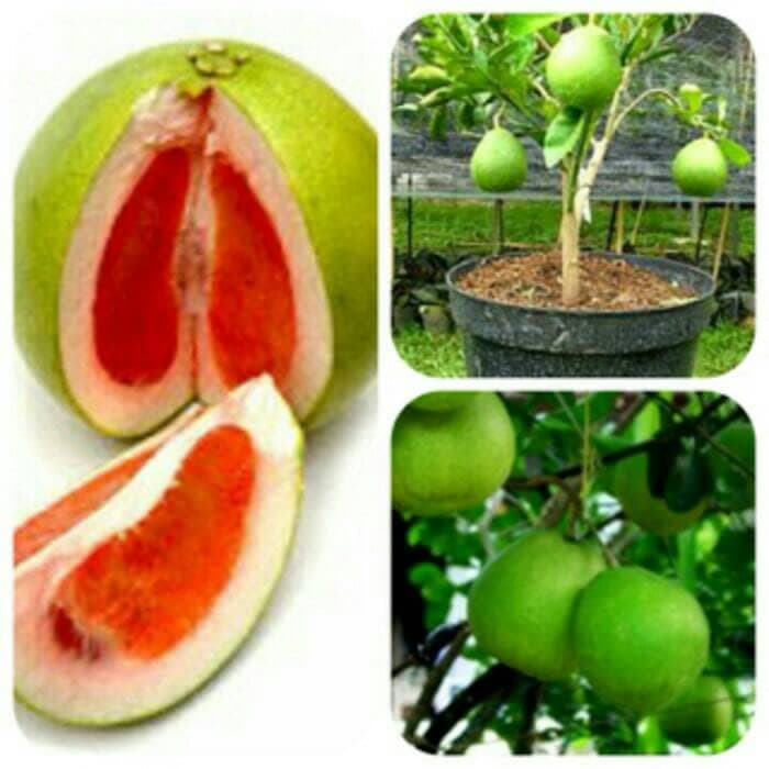 Jual jeruk bali pamelo/ pamelo bali madu | Shopee Indonesia