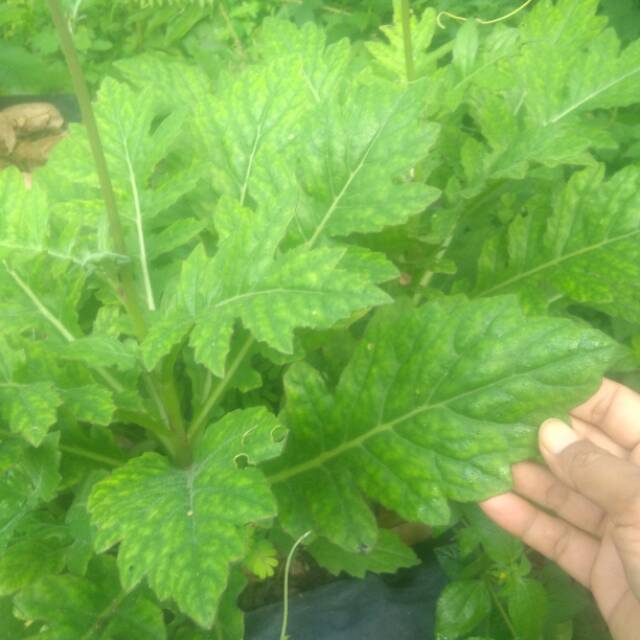 Jual Daun dewa segar atau basah berat bersih 1kg | Shopee Indonesia