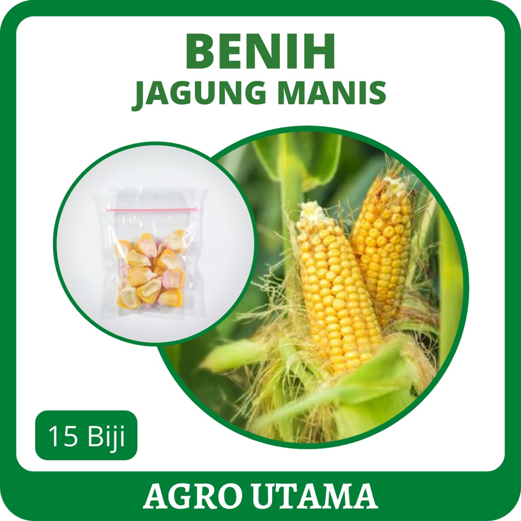 Jual 15 Benih Jagung Manis Unggul | Shopee Indonesia