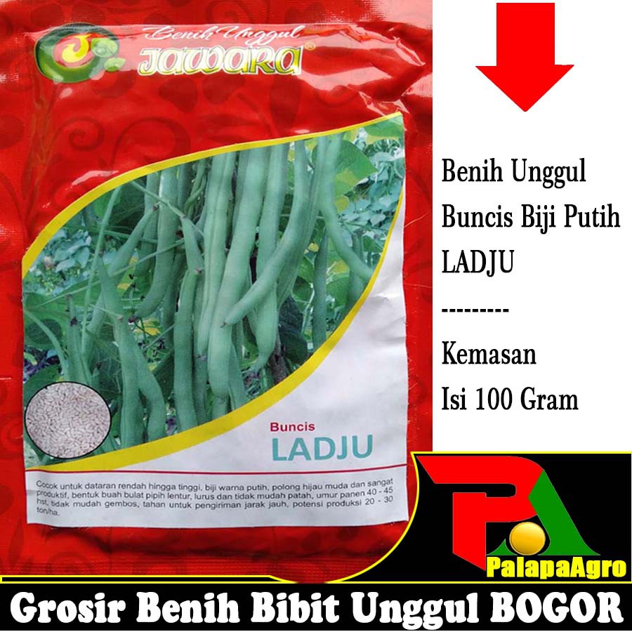 Jual isi 100gram - bibit buncis biji putih LADJU ±450biji - benih ...
