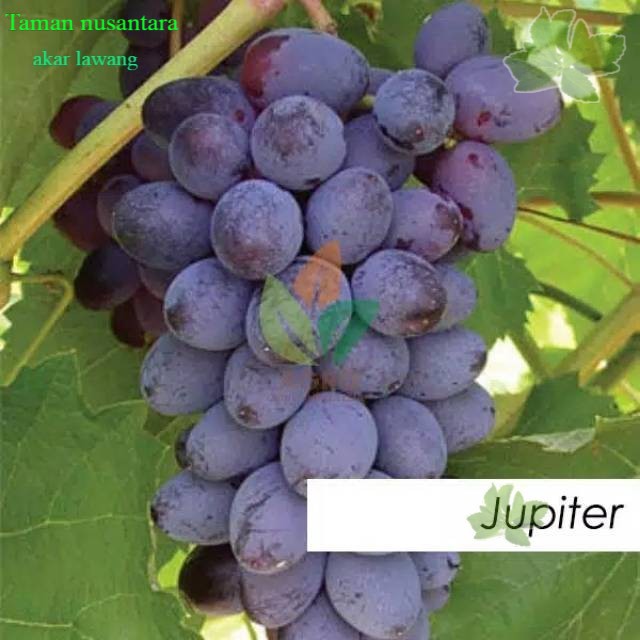 Jual Bibit tanaman anggur import jenis JUPITER SEEDLESS hasil grafting ... Jual Bibit tanaman anggur import jenis JUPITER SEEDLESS hasil grafting ...