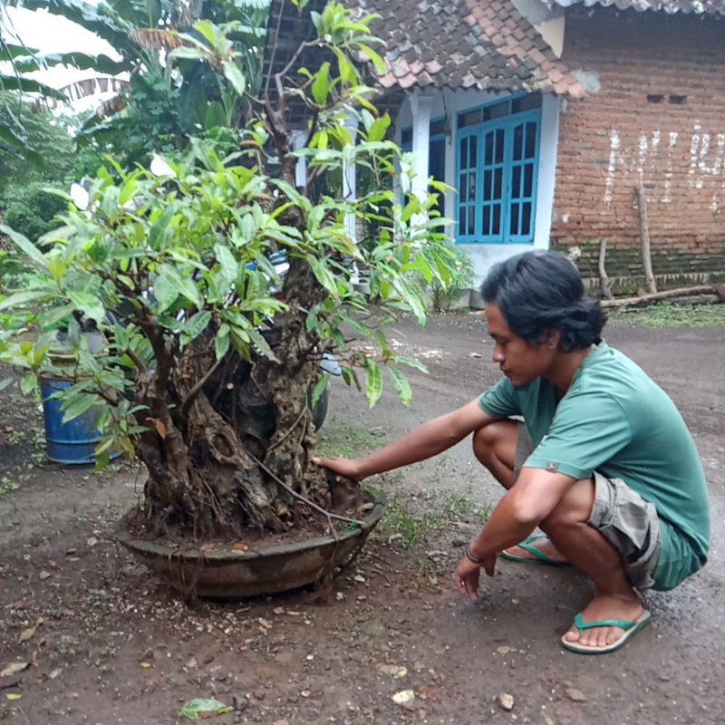Jual Bonsai Jumbo BUNUT | Shopee Indonesia