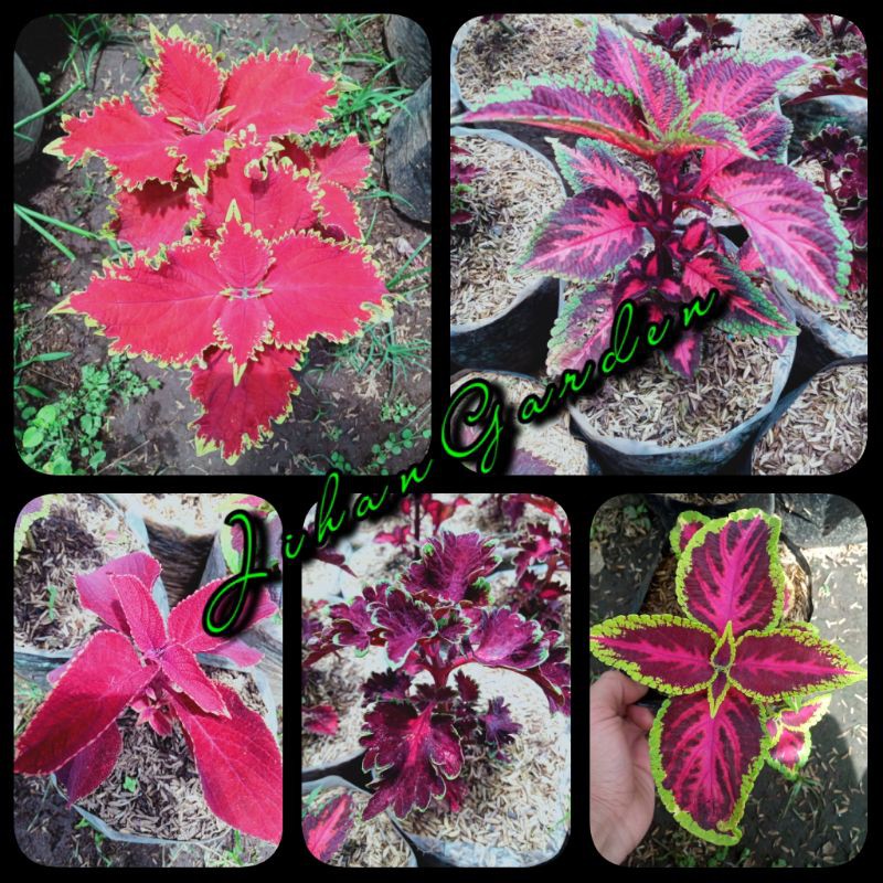 Jual Tanaman Hias Paket 5 miana merah(PROMO) | Shopee Indonesia